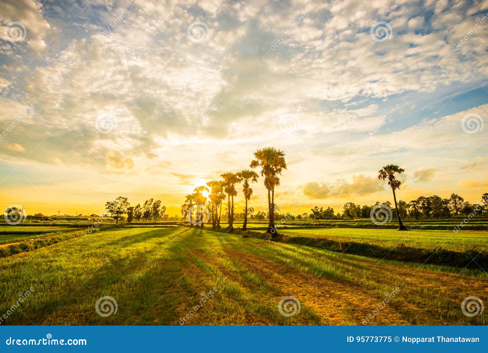Evening Fields Thailand 2 Stock Photos - Free & Royalty-Free Stock ...