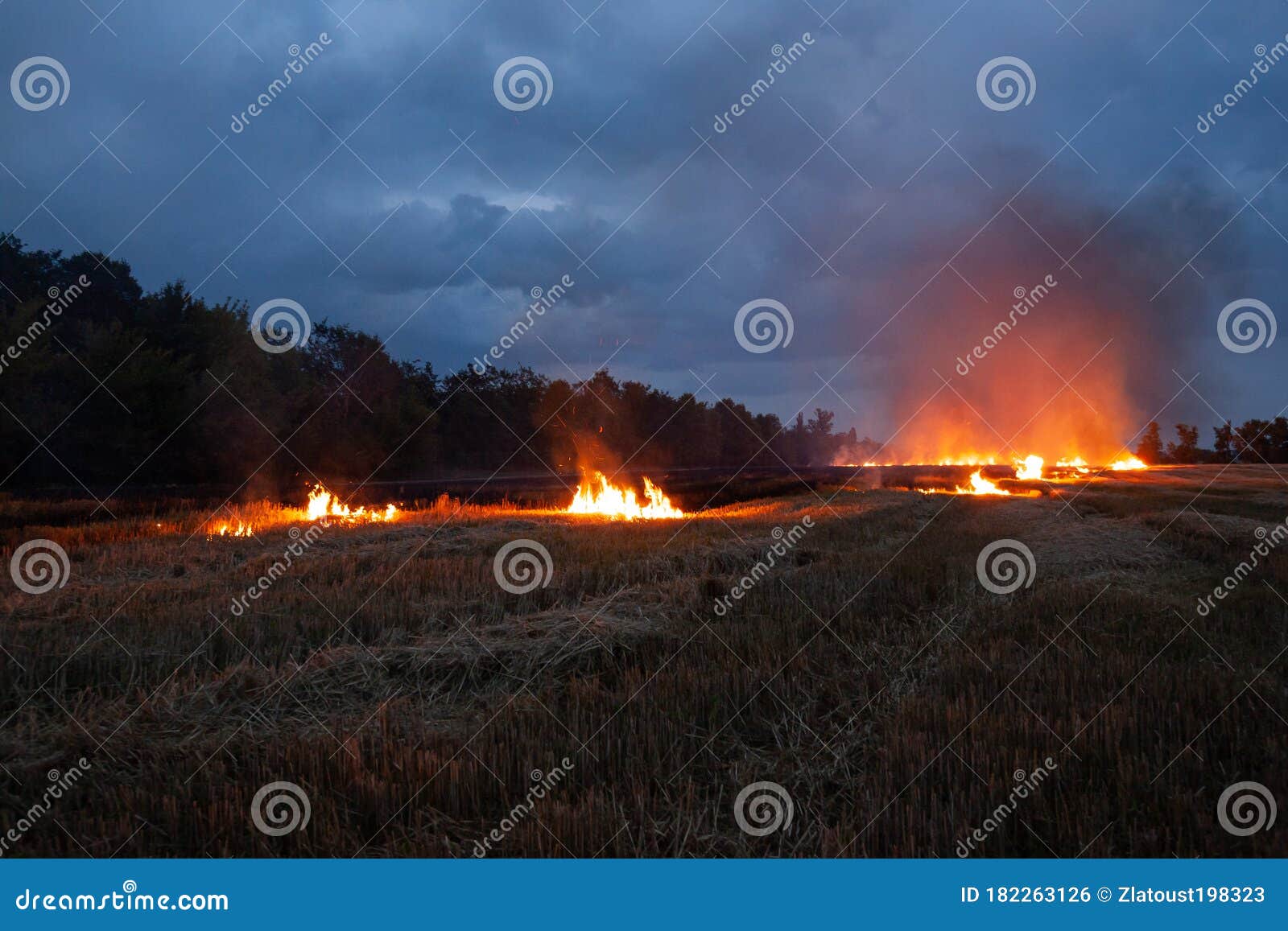 Evening Fire on a Field with Dry Grass. Dry Wheat Burns at Night Stock ...