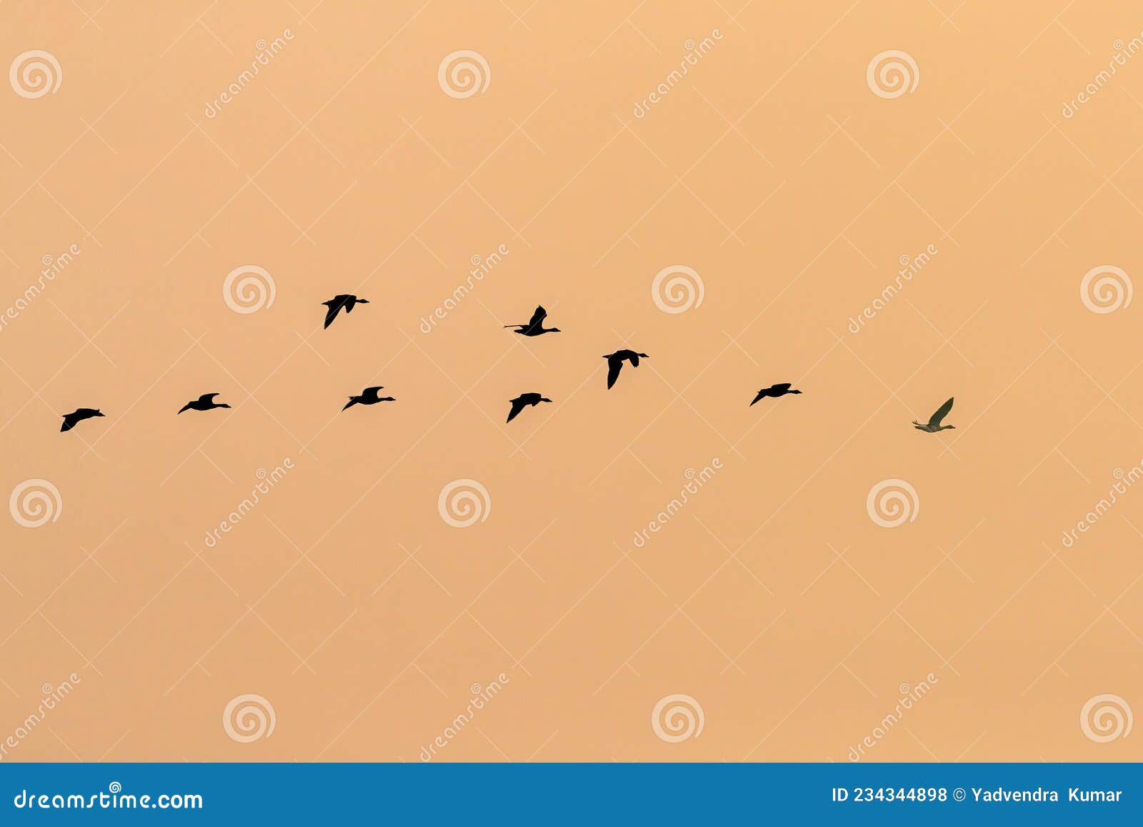 An evening flight of goose stock photo. Image of lake - 234344898