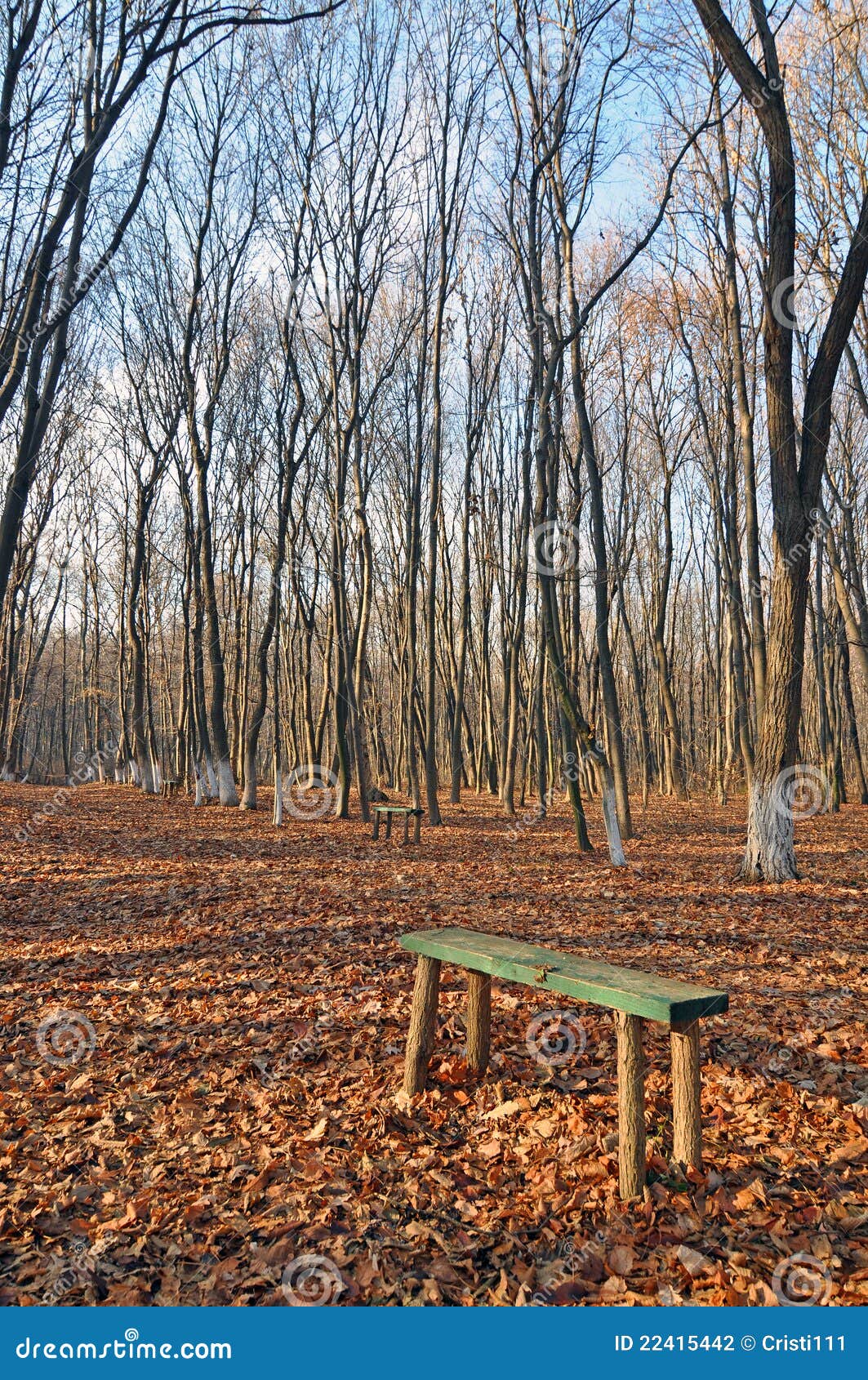 Evening forest bench stock photo. Image of lane, grass - 22415442