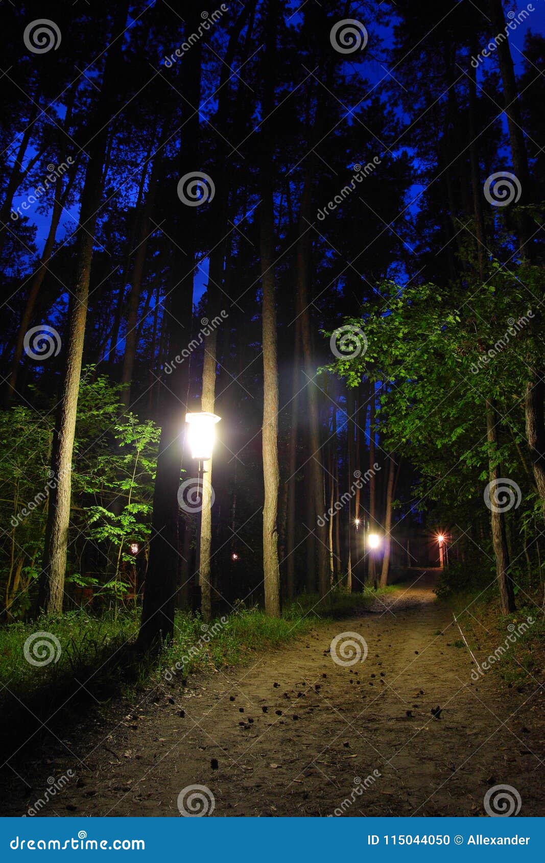 Evening forest stock photo. Image of illumination, dark - 115044050