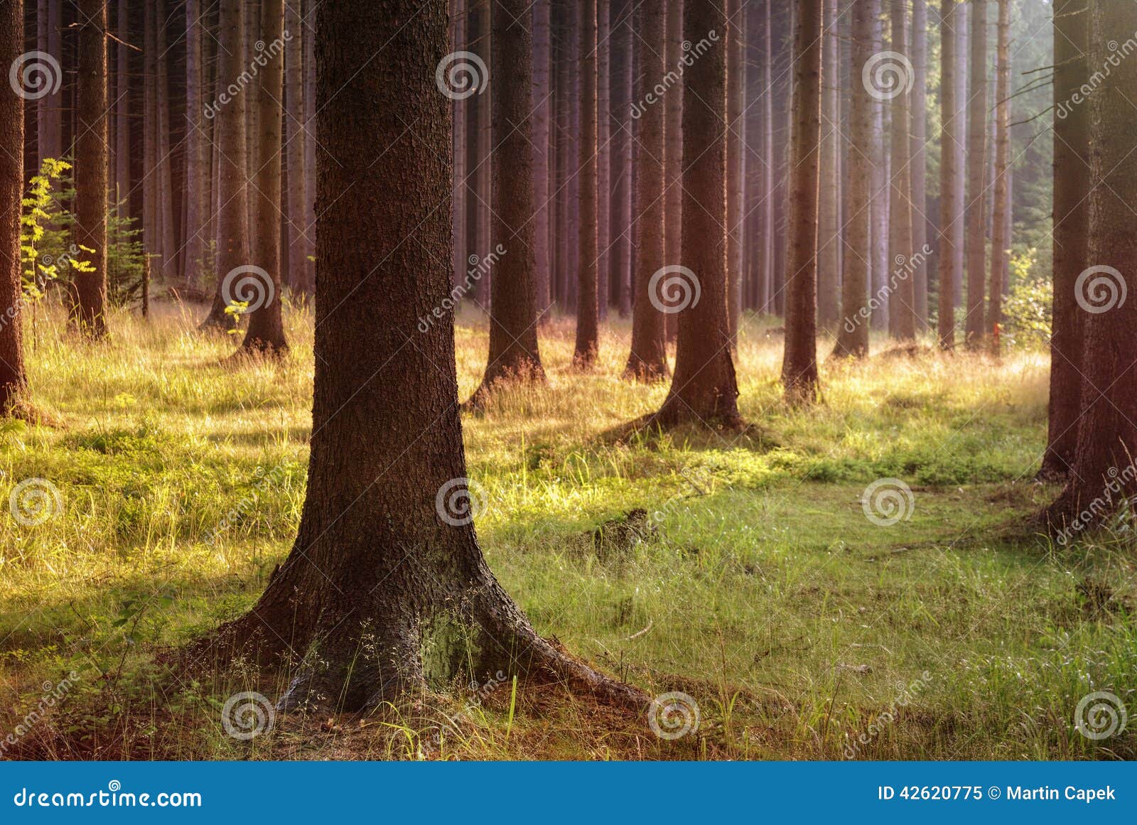 Evening forest stock image. Image of morning, fantasy - 42620775