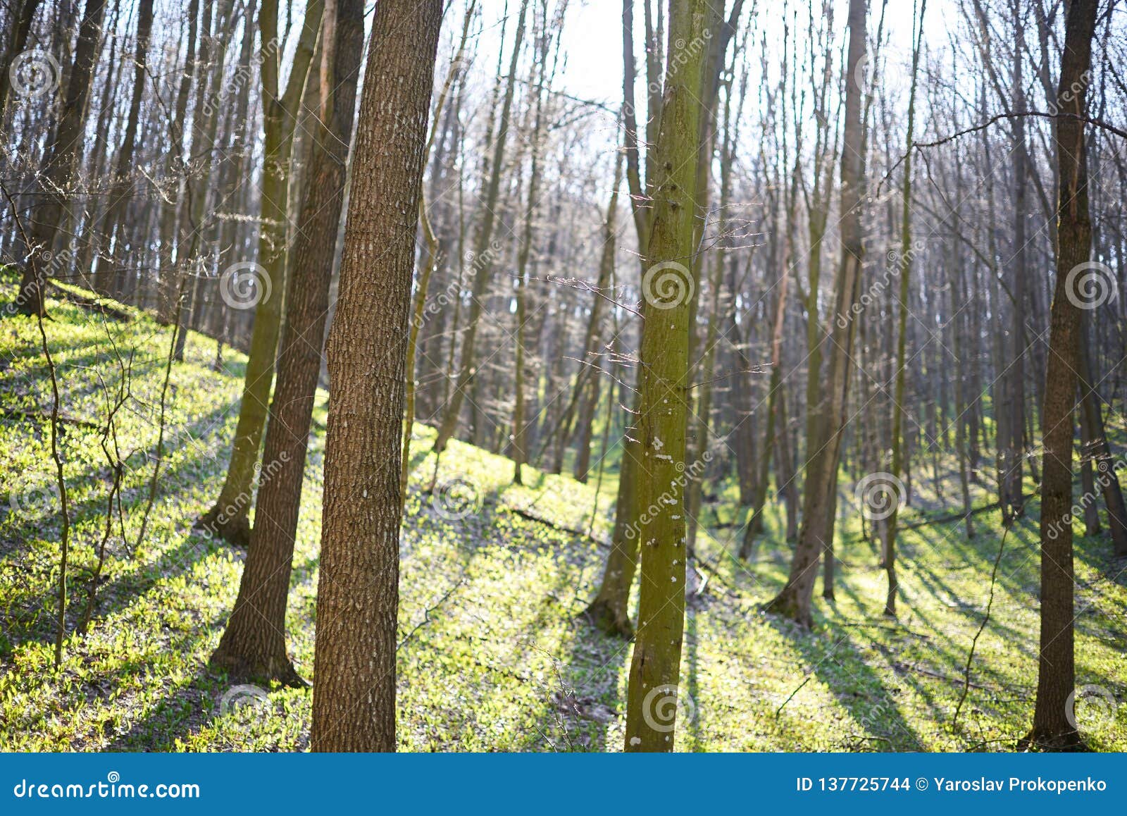 Evening Forest March Landscape. the Concept of Travel Stock Photo ...