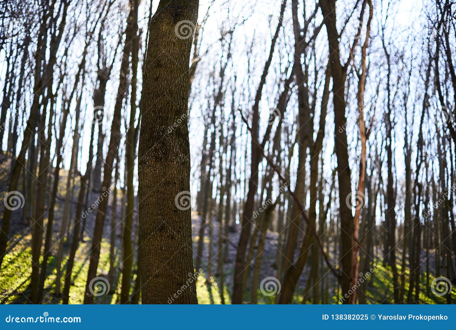 Evening Forest March Landscape. the Concept of Travel Stock Image ...