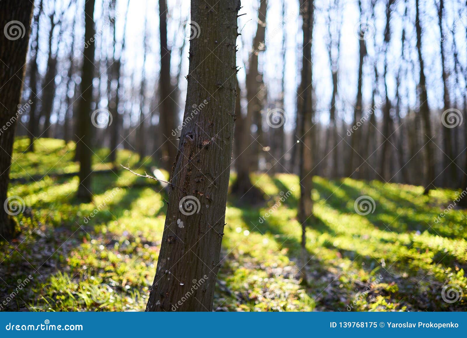 Evening Forest March Landscape. the Concept of Travel Stock Image ...