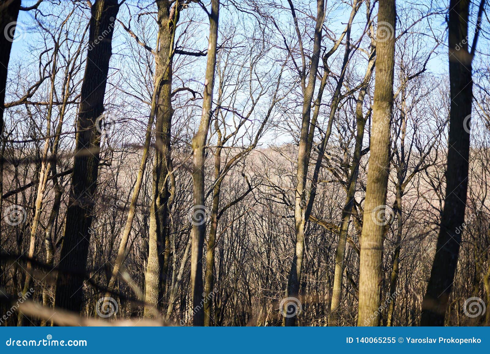 Evening Forest March Landscape. the Concept of Travel Stock Image ...