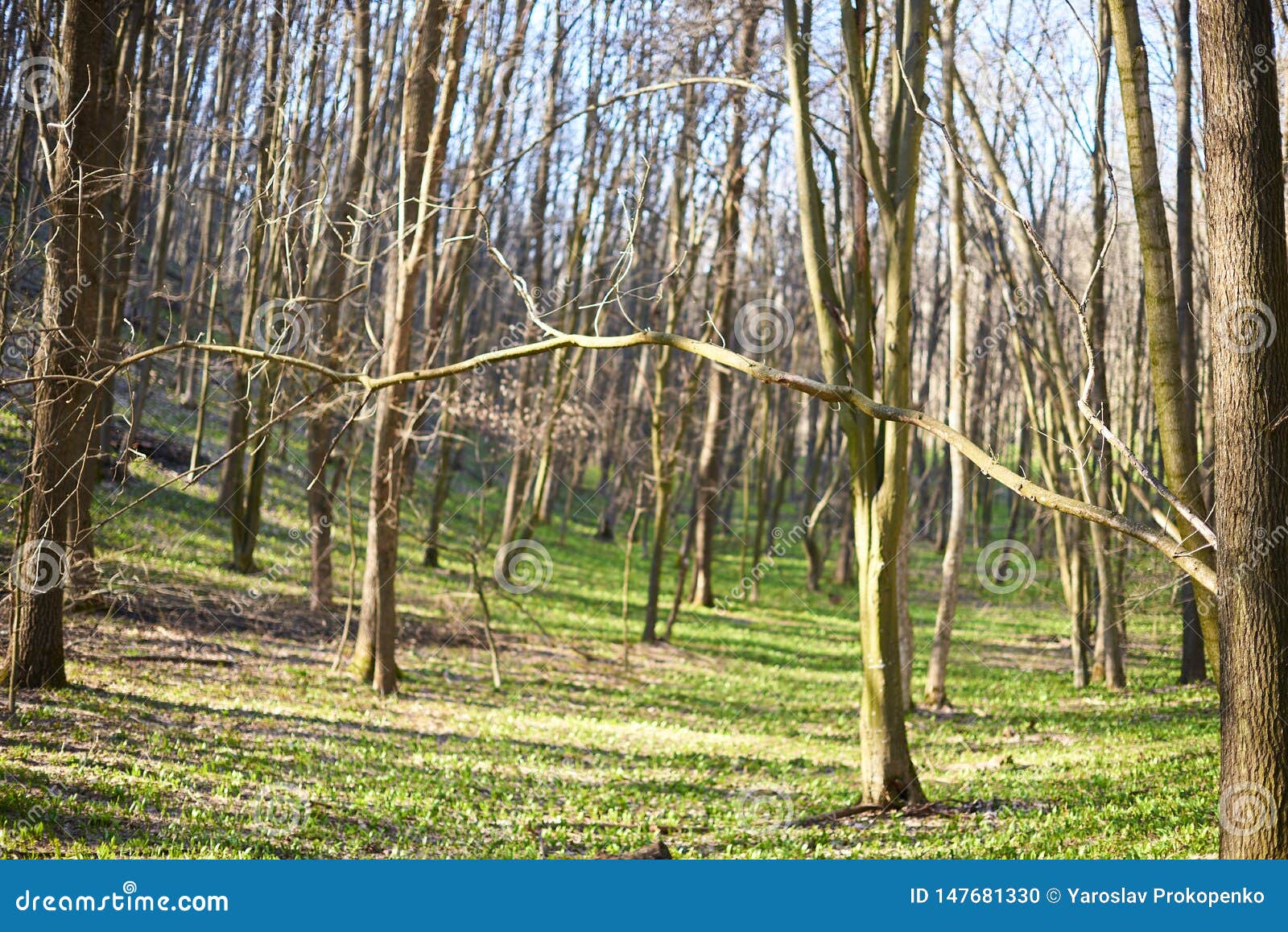 Evening Forest March Landscape. the Concept of Travel Stock Photo ...