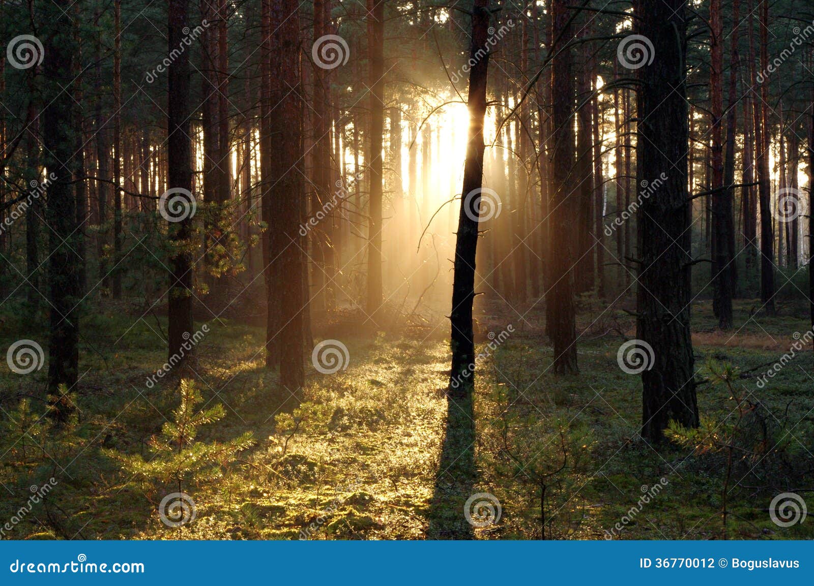 Evening in the forest. stock photo. Image of evening - 36770012