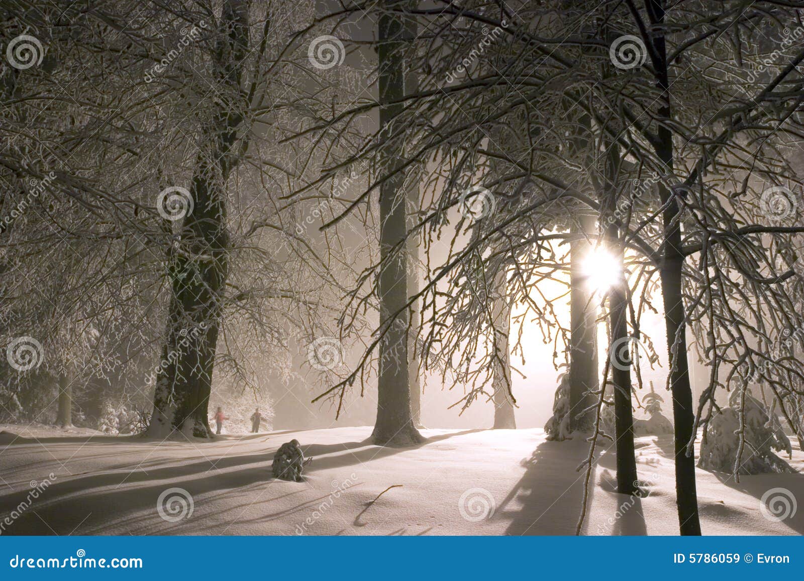 Evening Forest Snowy Landscape Stock Image - Image of tree, cold: 5786059