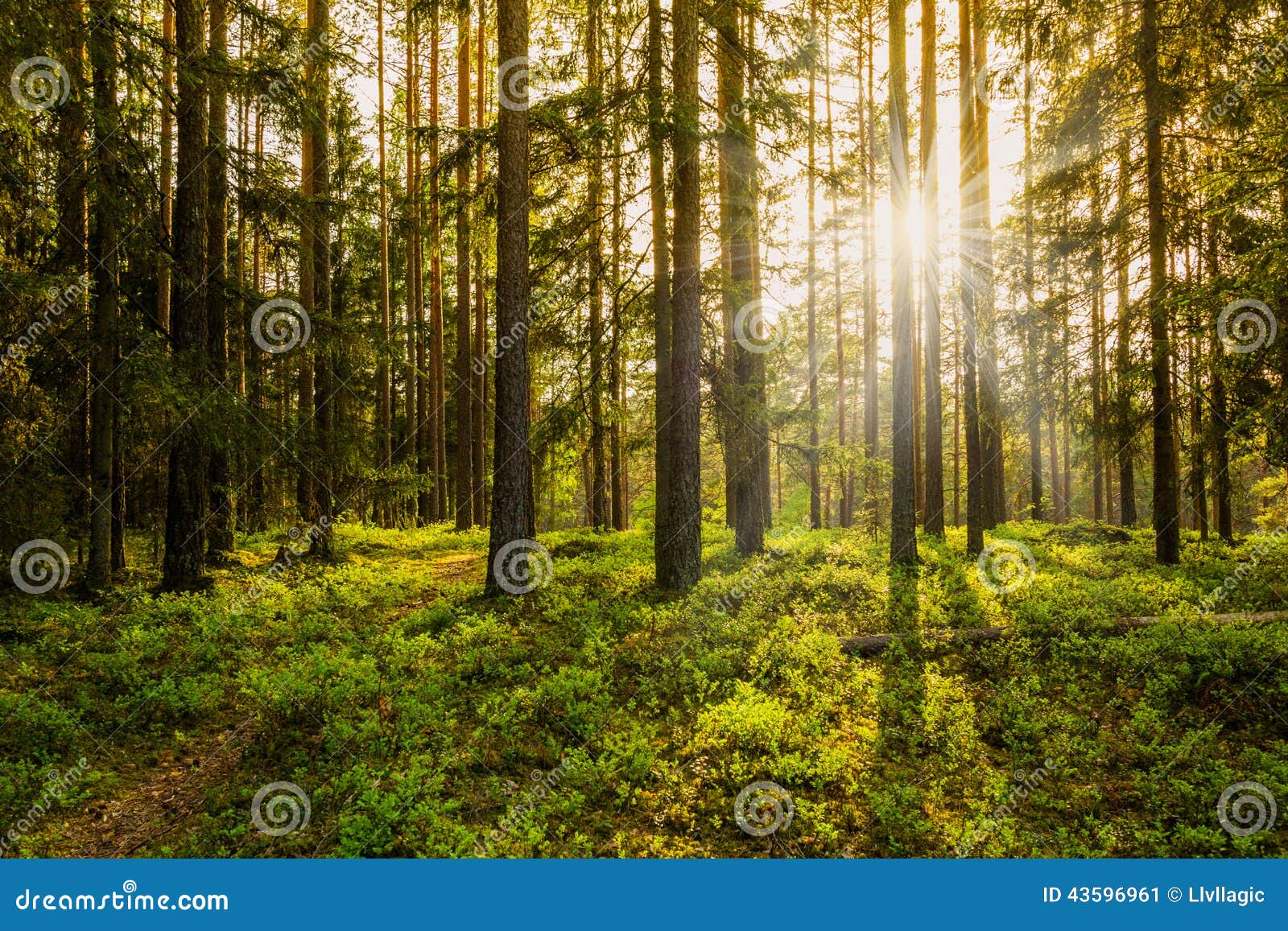 Evening in the Forest stock image. Image of natural, environment - 43596961