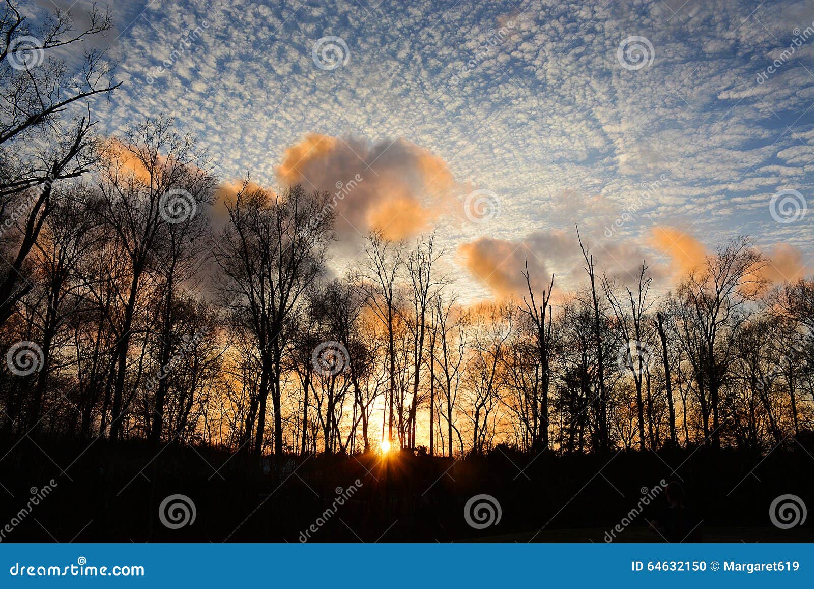 Evening in the forest. stock photo. Image of nature, carolina - 64632150
