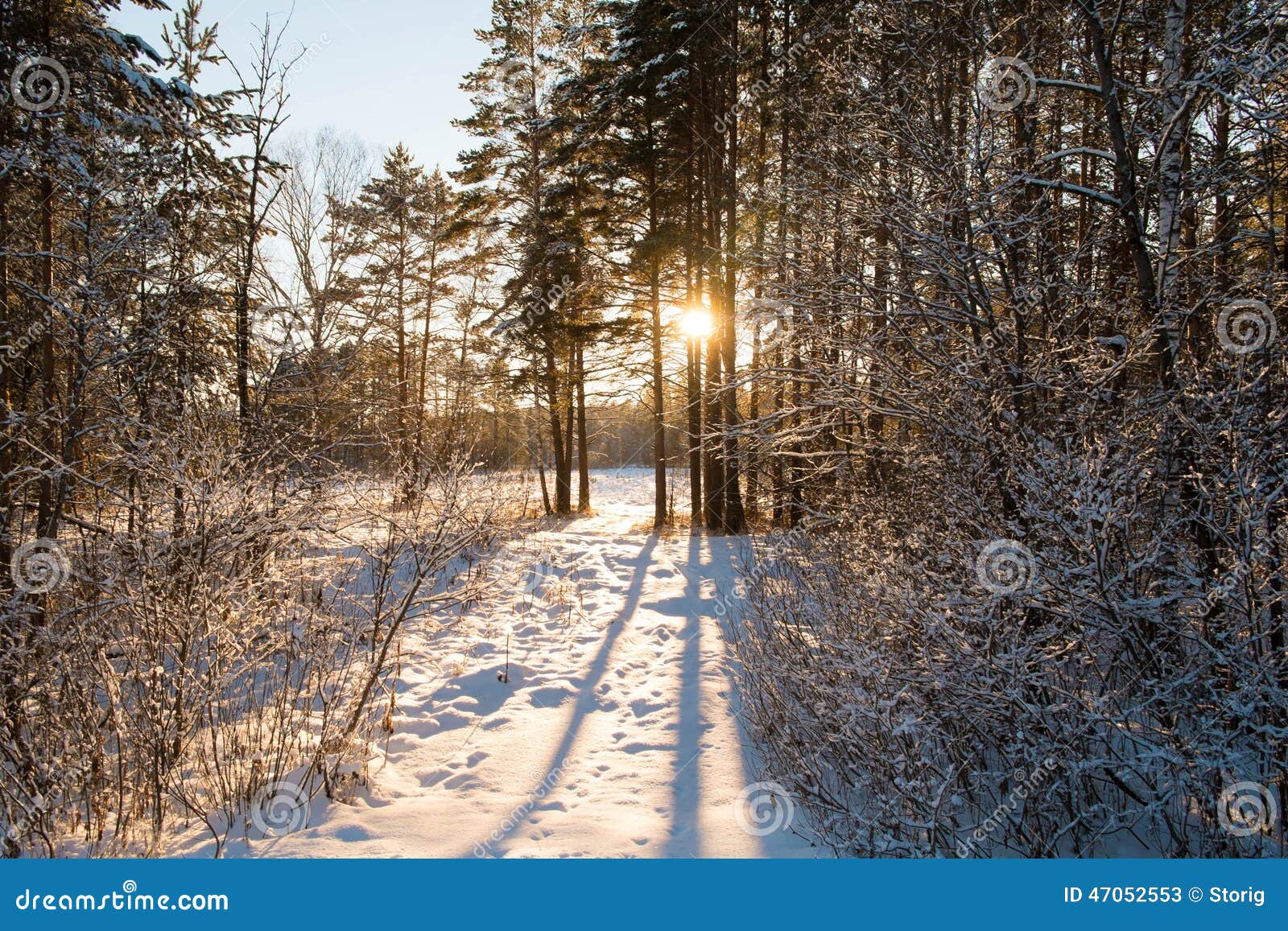 Evening forest. stock image. Image of pine, russia, forest - 47052553