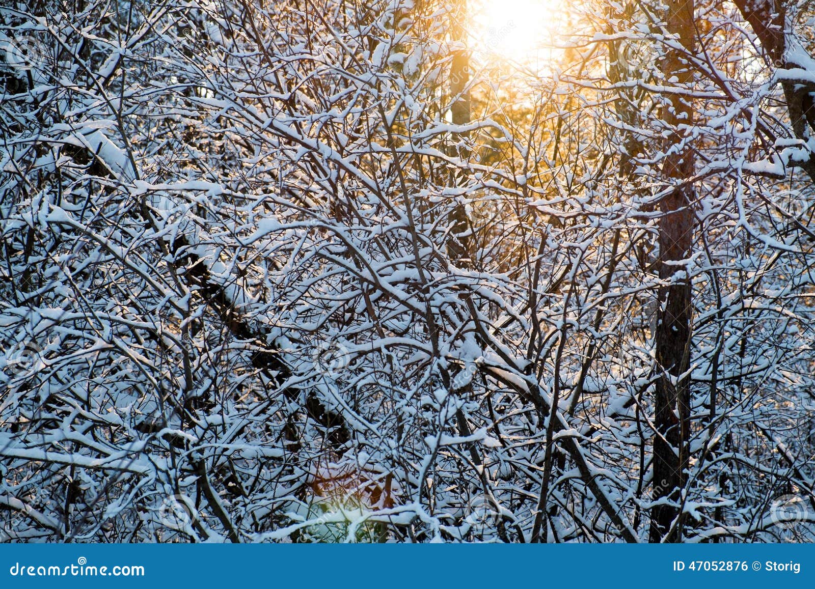 Evening forest. stock photo. Image of russia, evening - 47052876