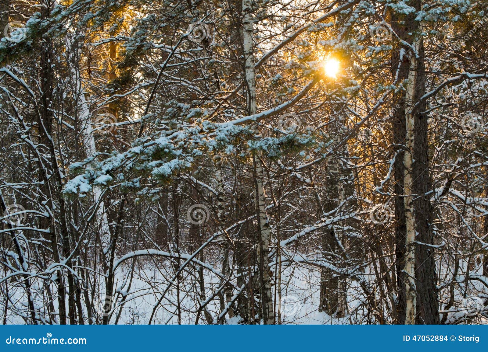 Evening forest. stock photo. Image of pine, evening, cold - 47052884
