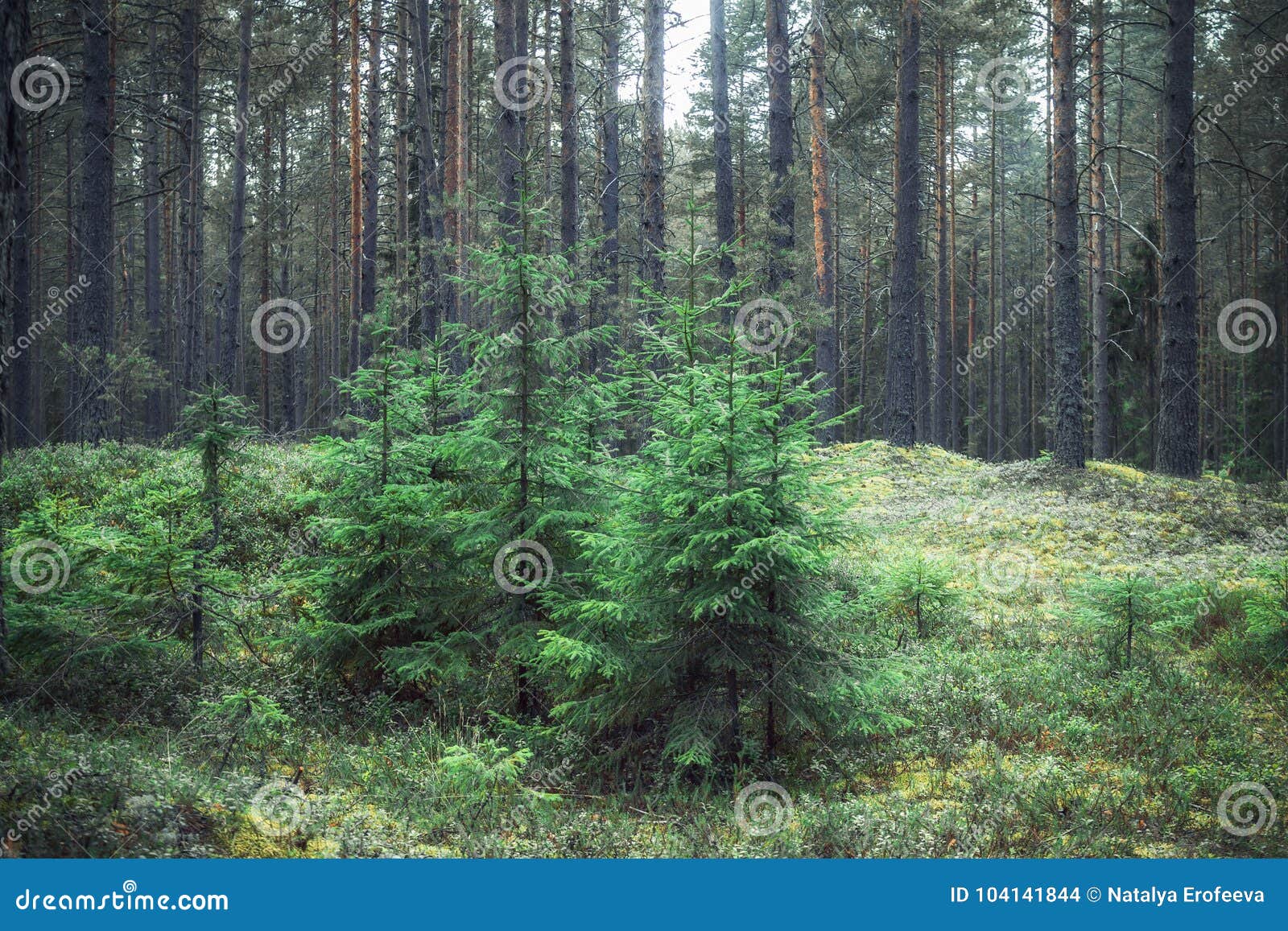 Evening Forest. View Inside of the Forest on the Trees. Stock Photo ...