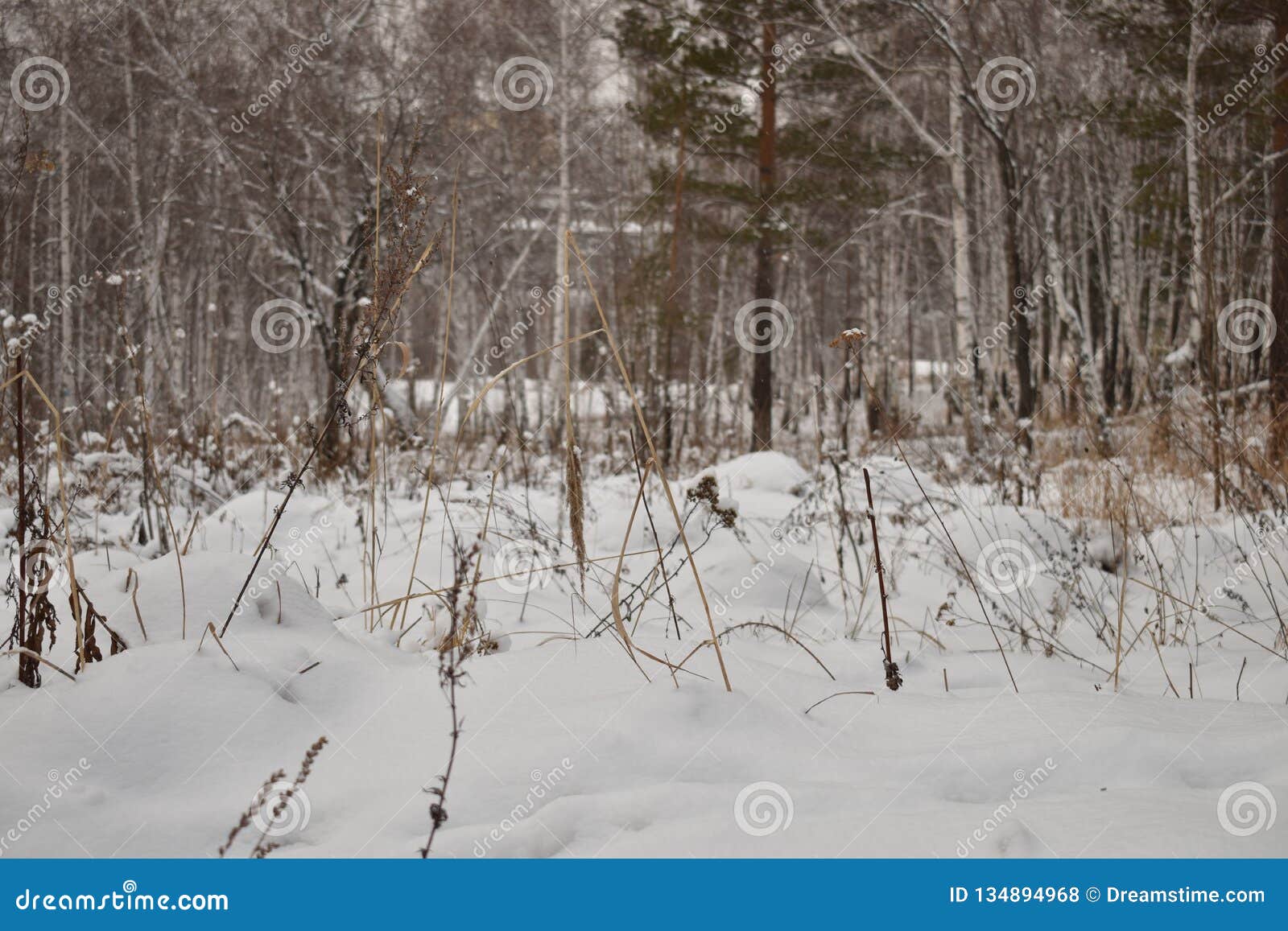 Siberian Forest in the Cold. Stock Photo - Image of snow, turned: 134894968