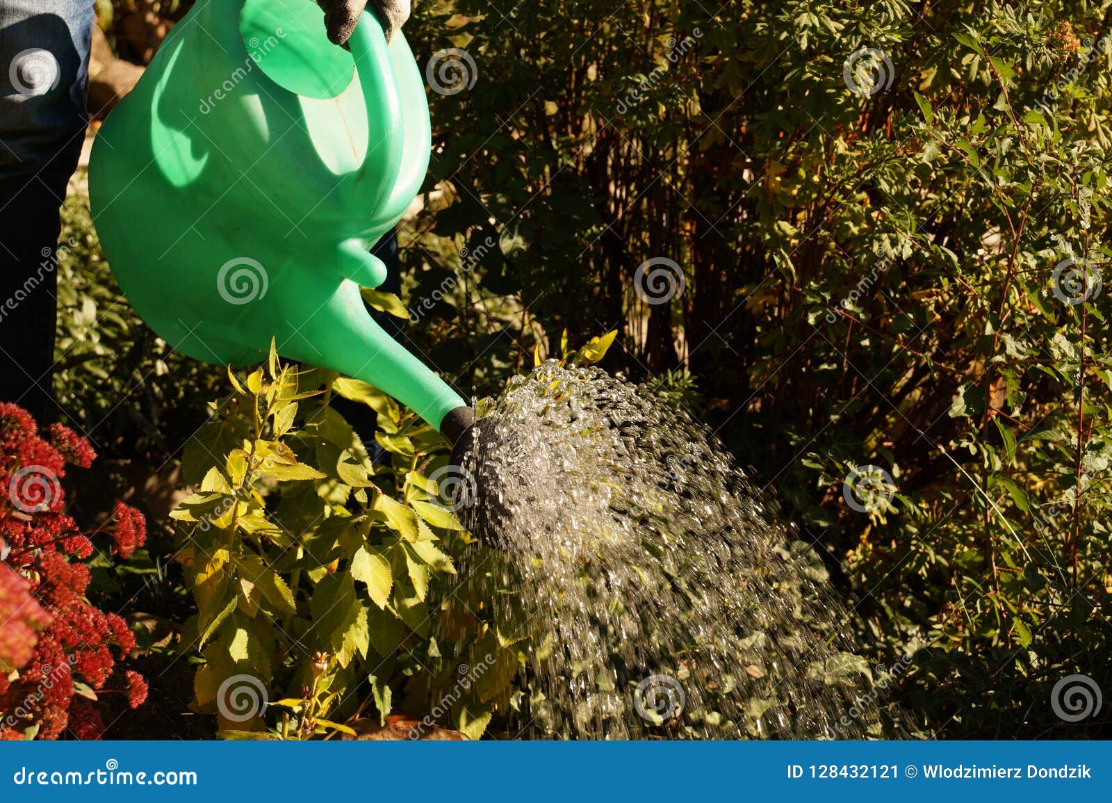 Evening Garden Work, Watering Plants with a Watering Can. Stock Image ...