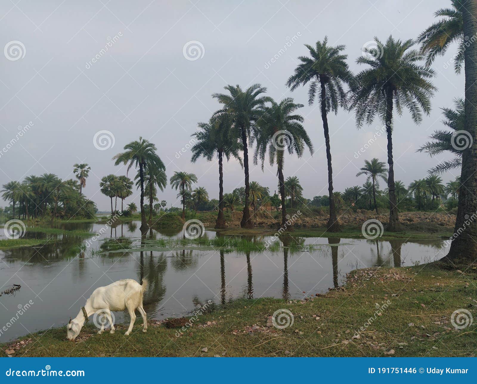 Evening .goat. Tree. Water stock photo. Image of plant - 191751446