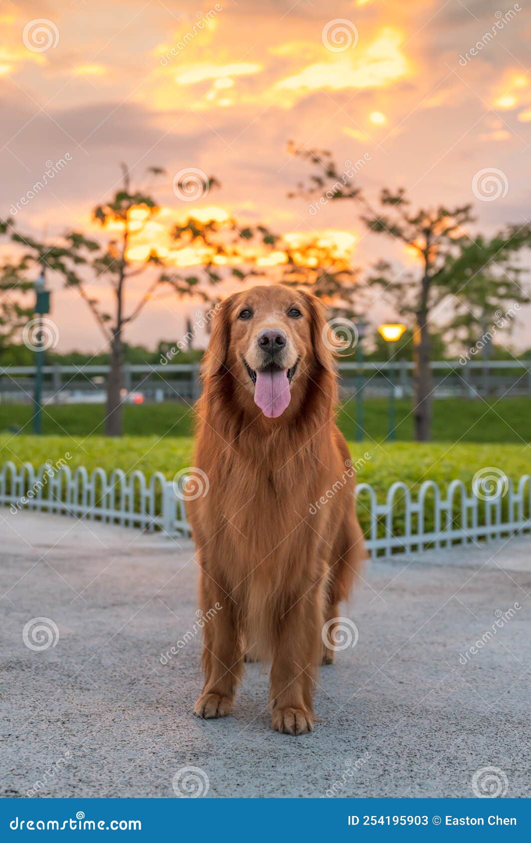In the Evening, Golden Retrievers Play in the Park Stock Image - Image ...