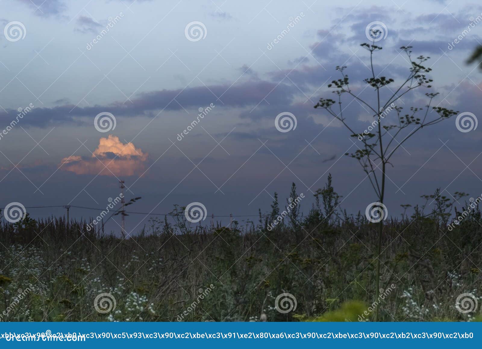 Evening Landscape in a Field in Summer with Sunset Pink Clouds in the ...