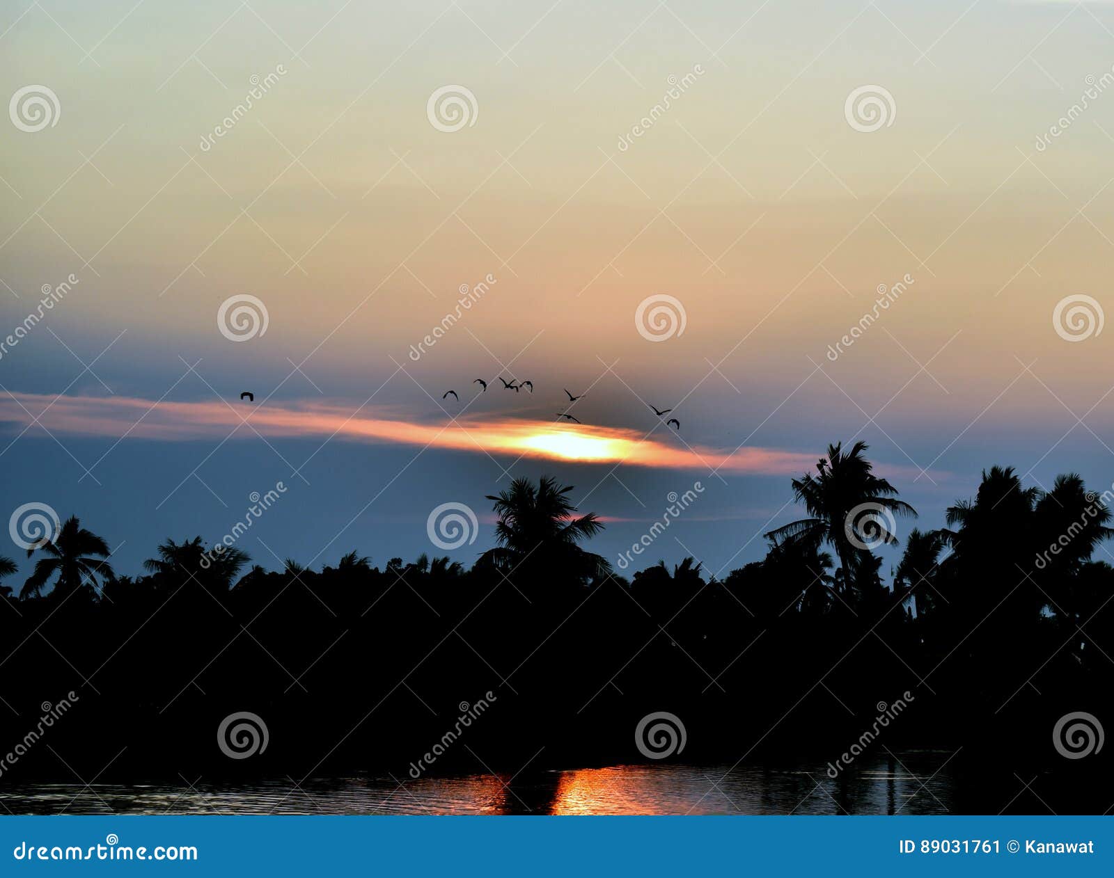 Evening Light and Birds Flying Back To the Nest Stock Image - Image of ...