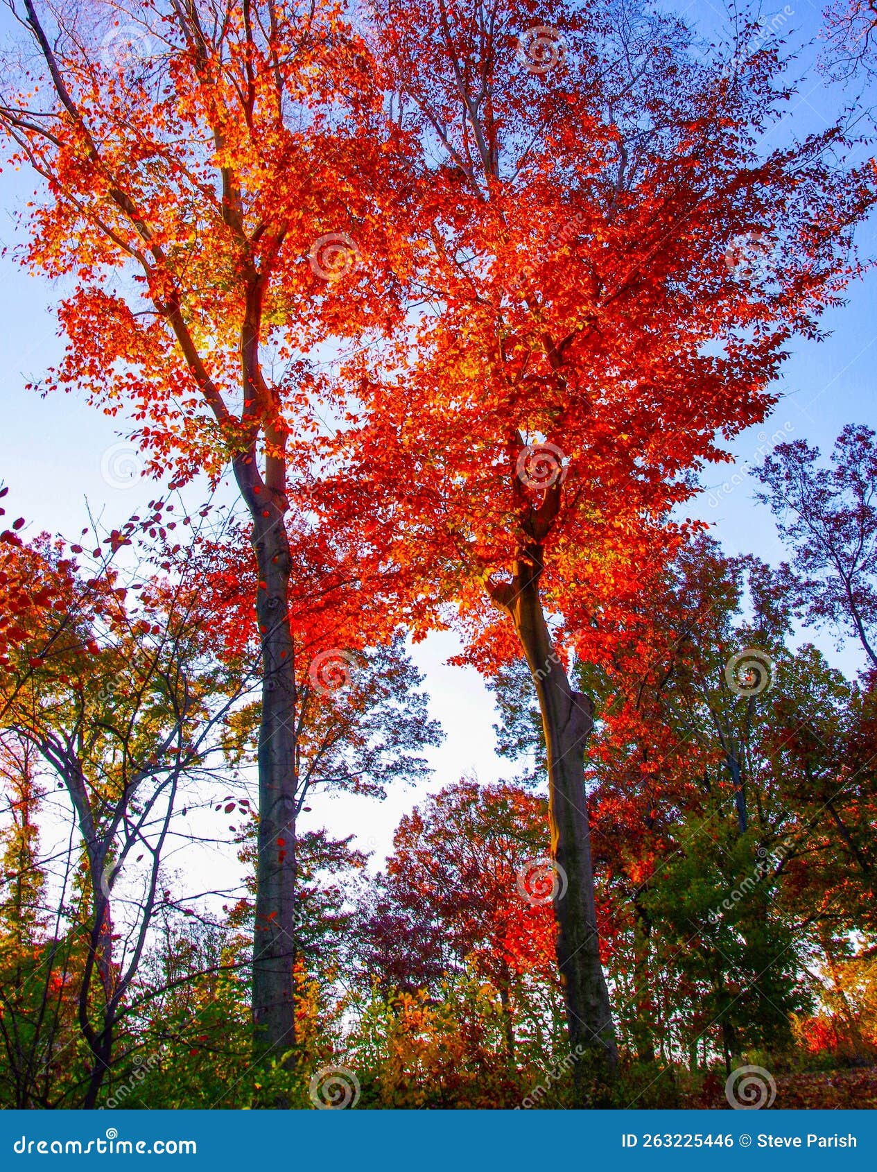 Evening Light Makes Trees Blaze with Color Stock Photo - Image of york ...