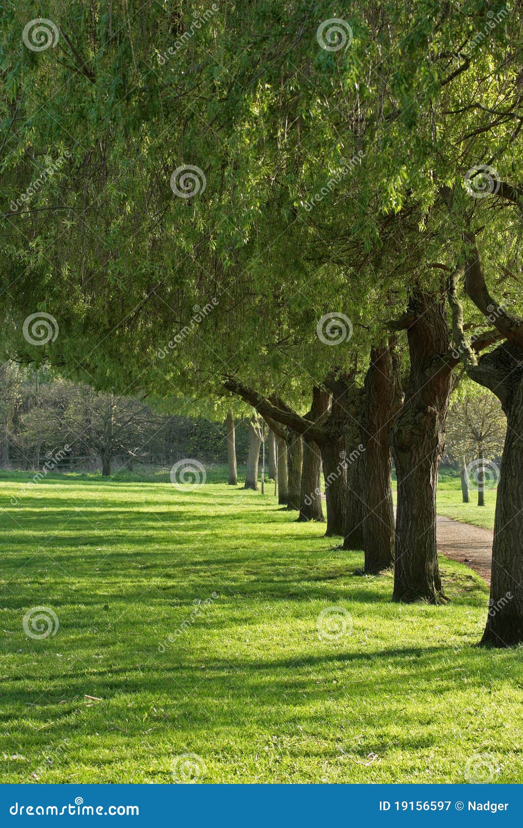 Evening Light Shining through an Avenue of Trees Stock Image - Image of ...