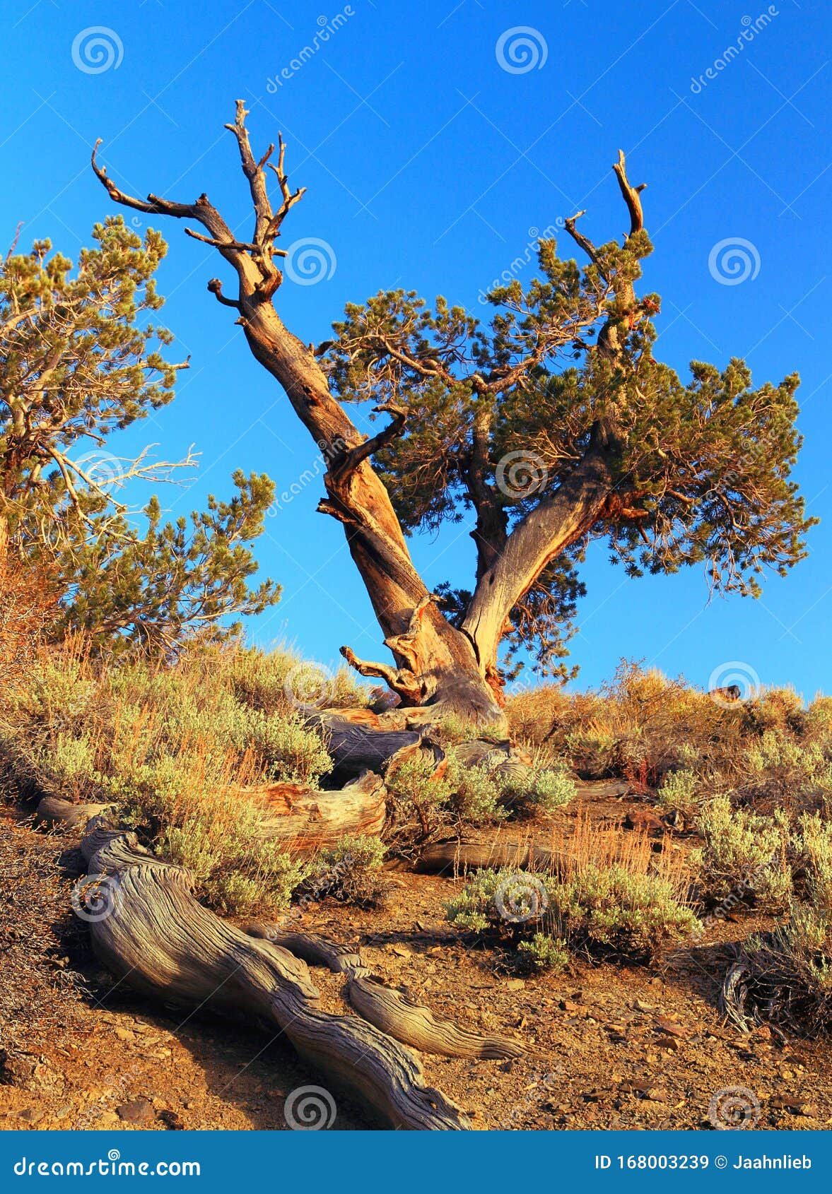 Ancient Bristlecone Pine Tree Stock Image | CartoonDealer.com #38959705