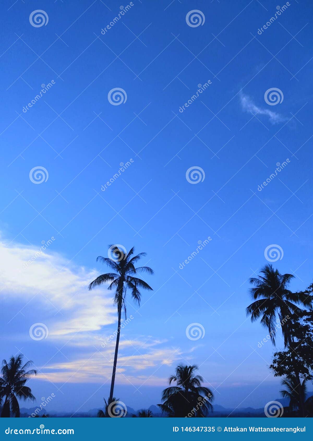 Evening light stock image. Image of cloud, evening, tree - 146347335