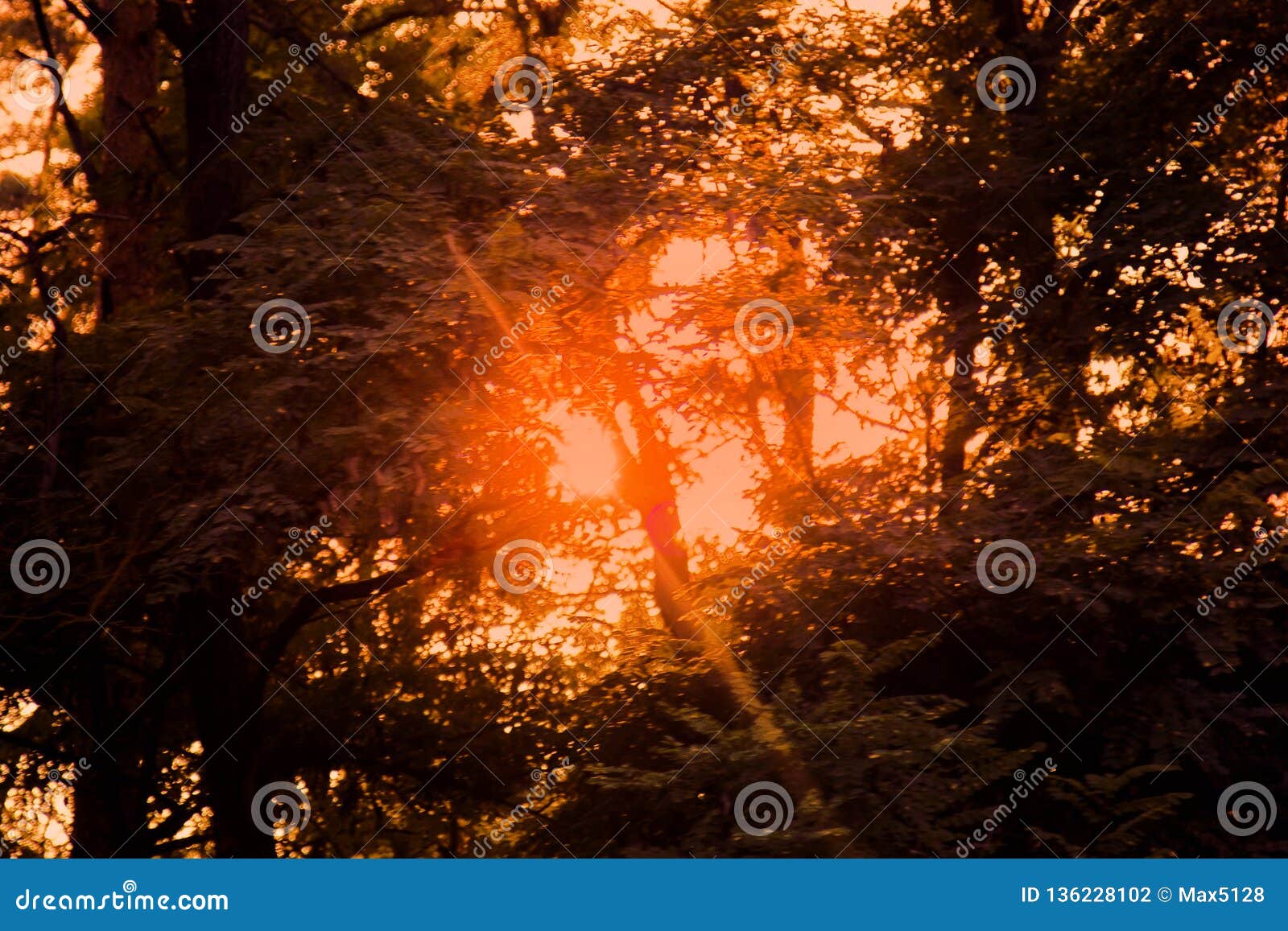 Evening magic of nature stock photo. Image of northland - 136228102