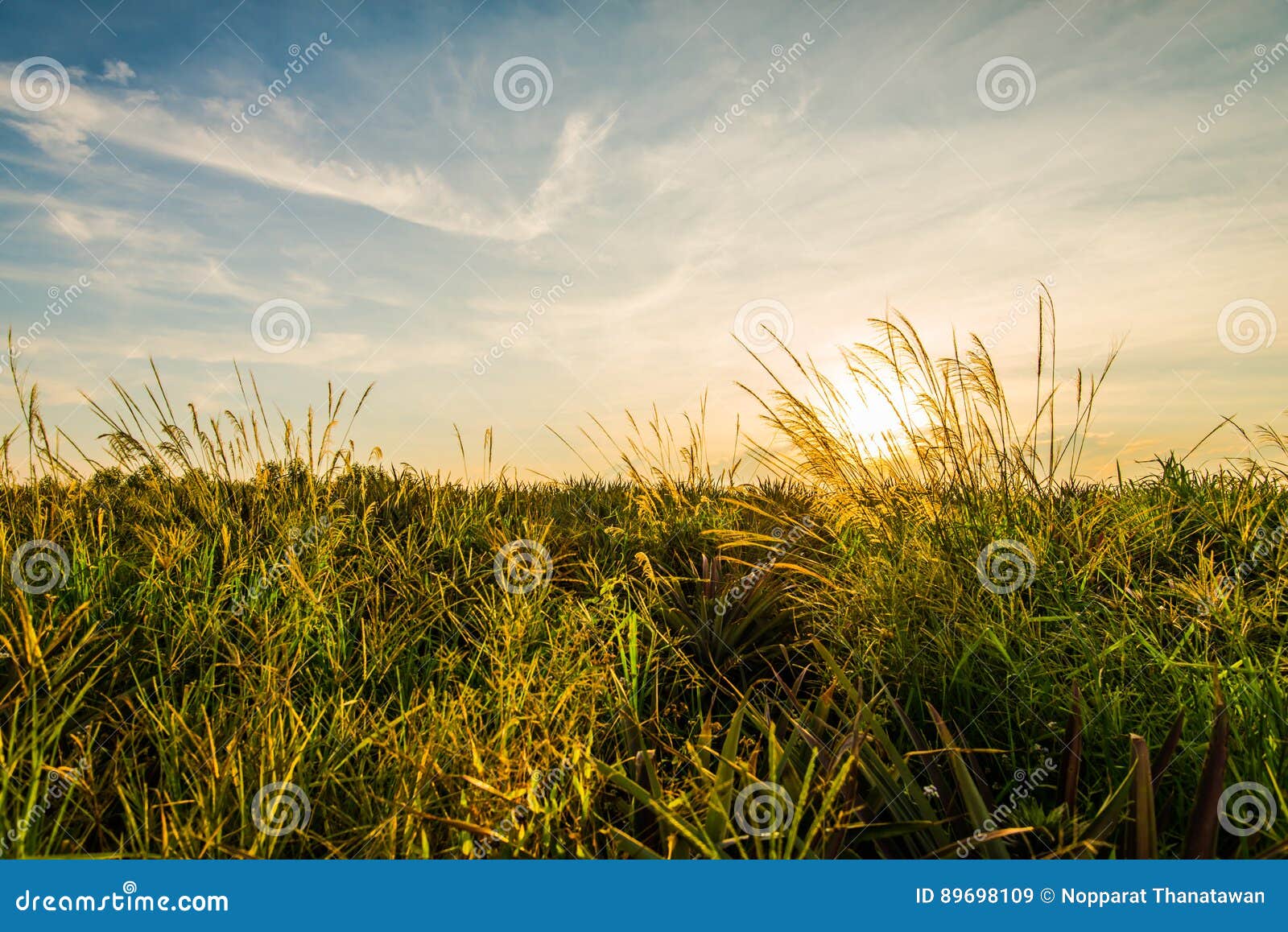 Evening Meadow6 stock image. Image of field, grow, farming - 89698109