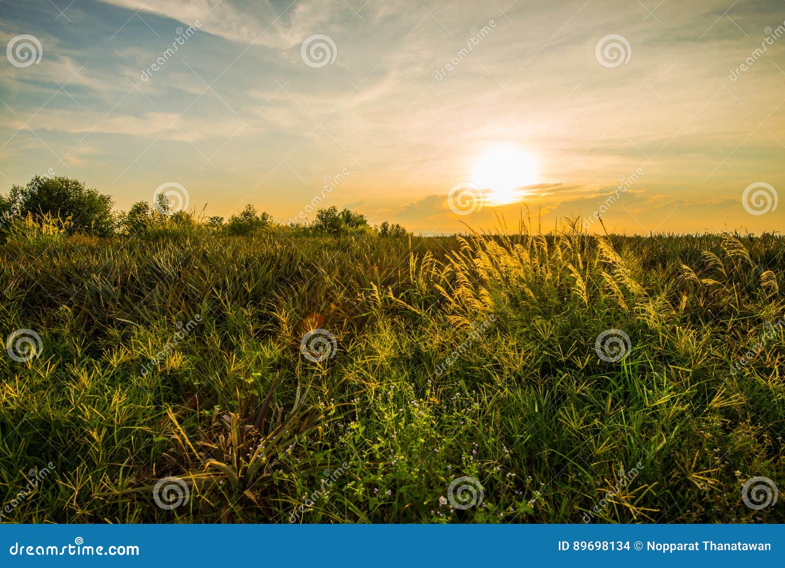 Evening Meadow7 stock photo. Image of green, idyll, countryside - 89698134