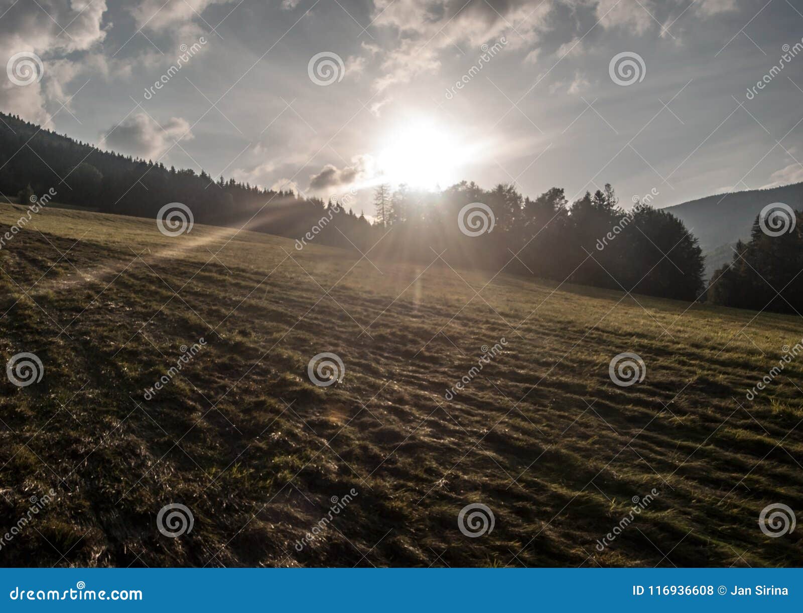 Evening Meadow with Shadows, Sunlight, Forest on the Background, Sun ...