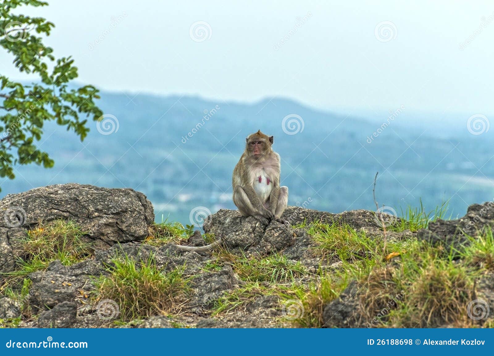 Evening Meditation of the Monkey Stock Photo - Image of gaze, look ...
