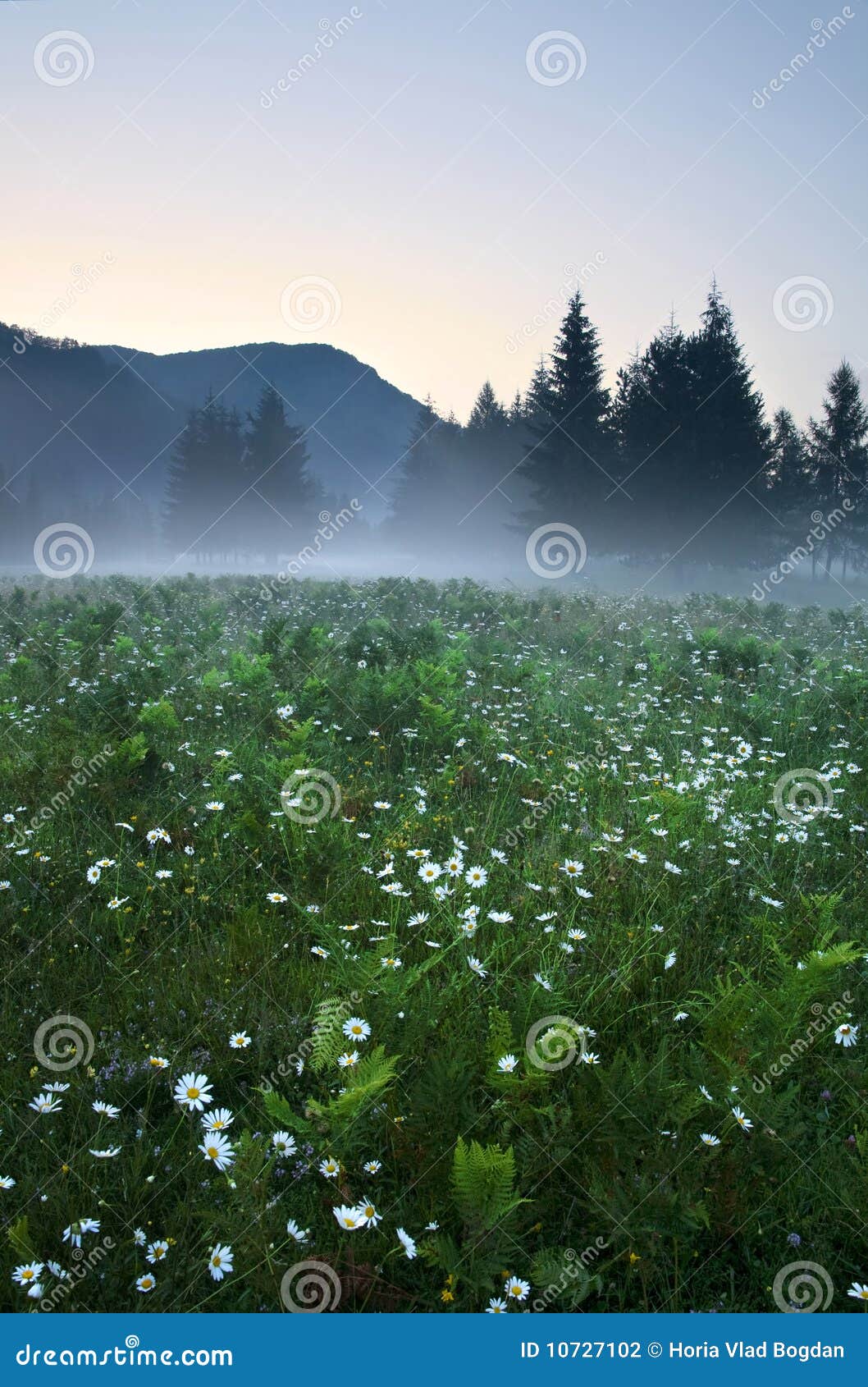 Evening Mist Over a Flowery Pasture Stock Photo - Image of carpathian ...