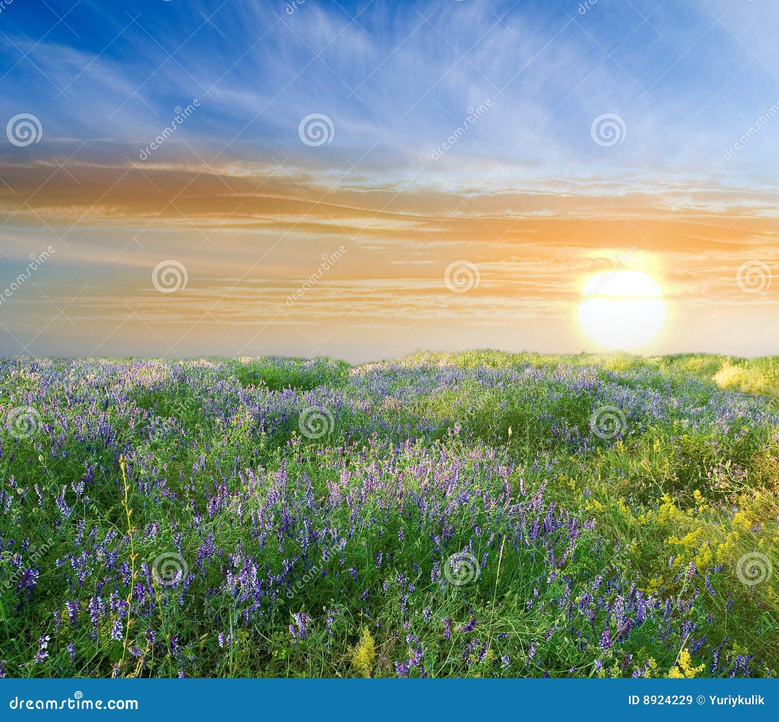Evening pasture stock image. Image of outdoor, agricultural - 8924229