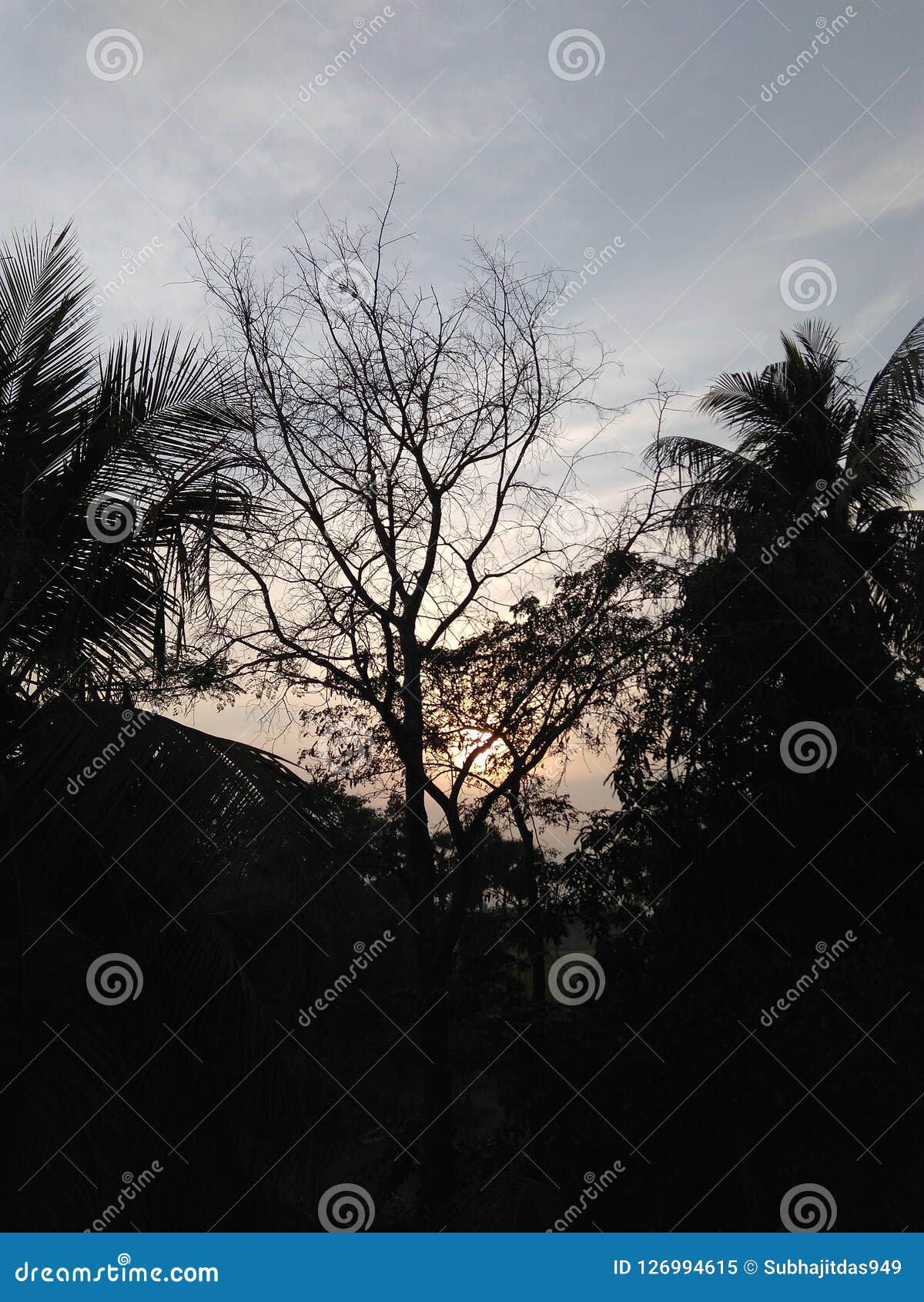 Sunshine under the tree stock image. Image of sunshine - 126994615
