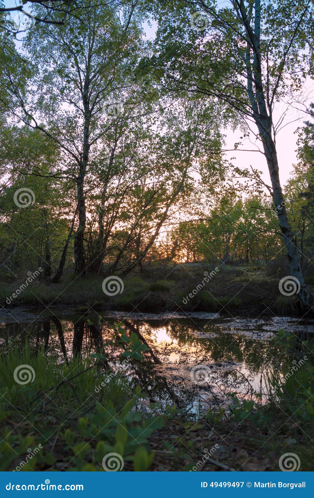 Evening pond stock image. Image of evening, flowers, reflection - 49499497