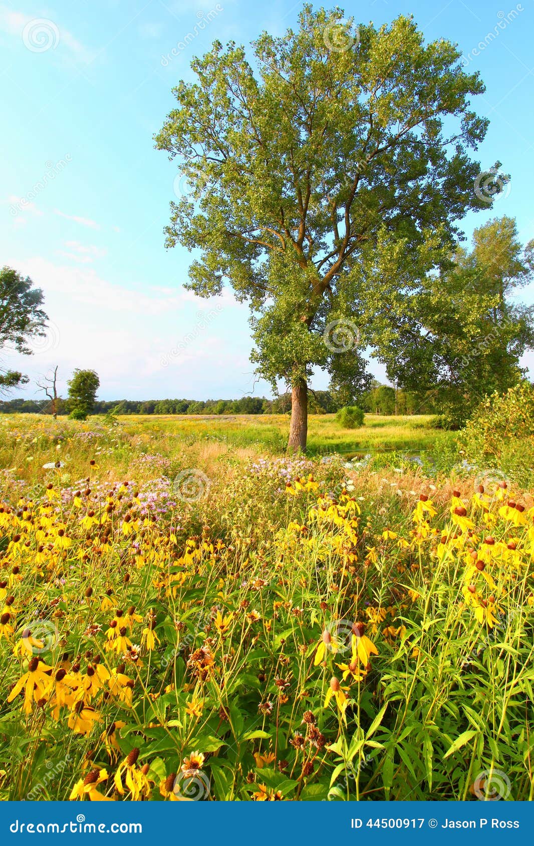 Evening Prairie in Illinois Stock Image - Image of midwest, habitat ...