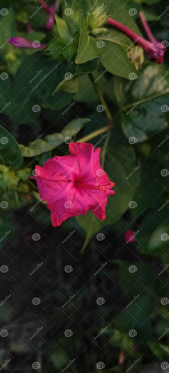 Evening prim Rose flower stock photo. Image of nature - 341840882