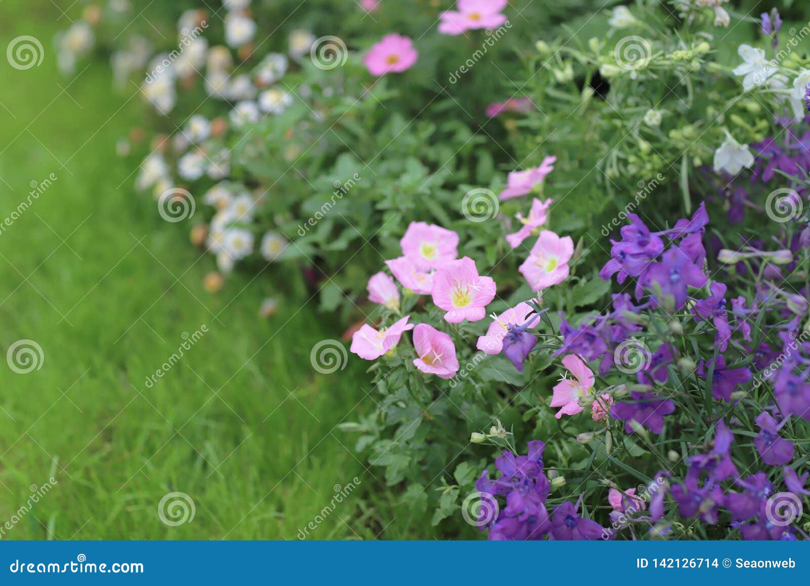 Evening Primrose Buds and Blossoms in Garden Stock Photo - Image of ...