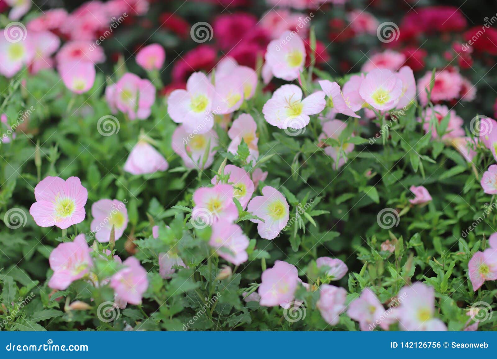 Evening Primrose Buds and Blossoms in Garden Stock Photo - Image of ...