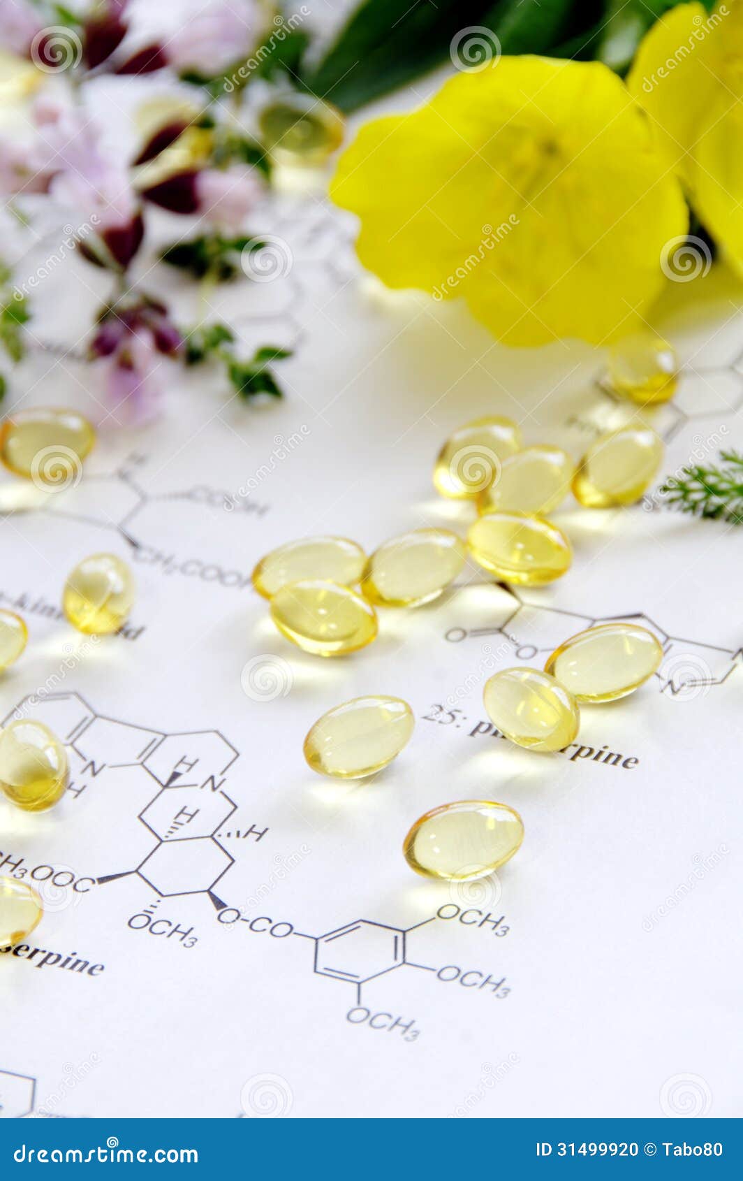Evening Primrose and Capsules Stock Photo - Image of herb, capsule ...