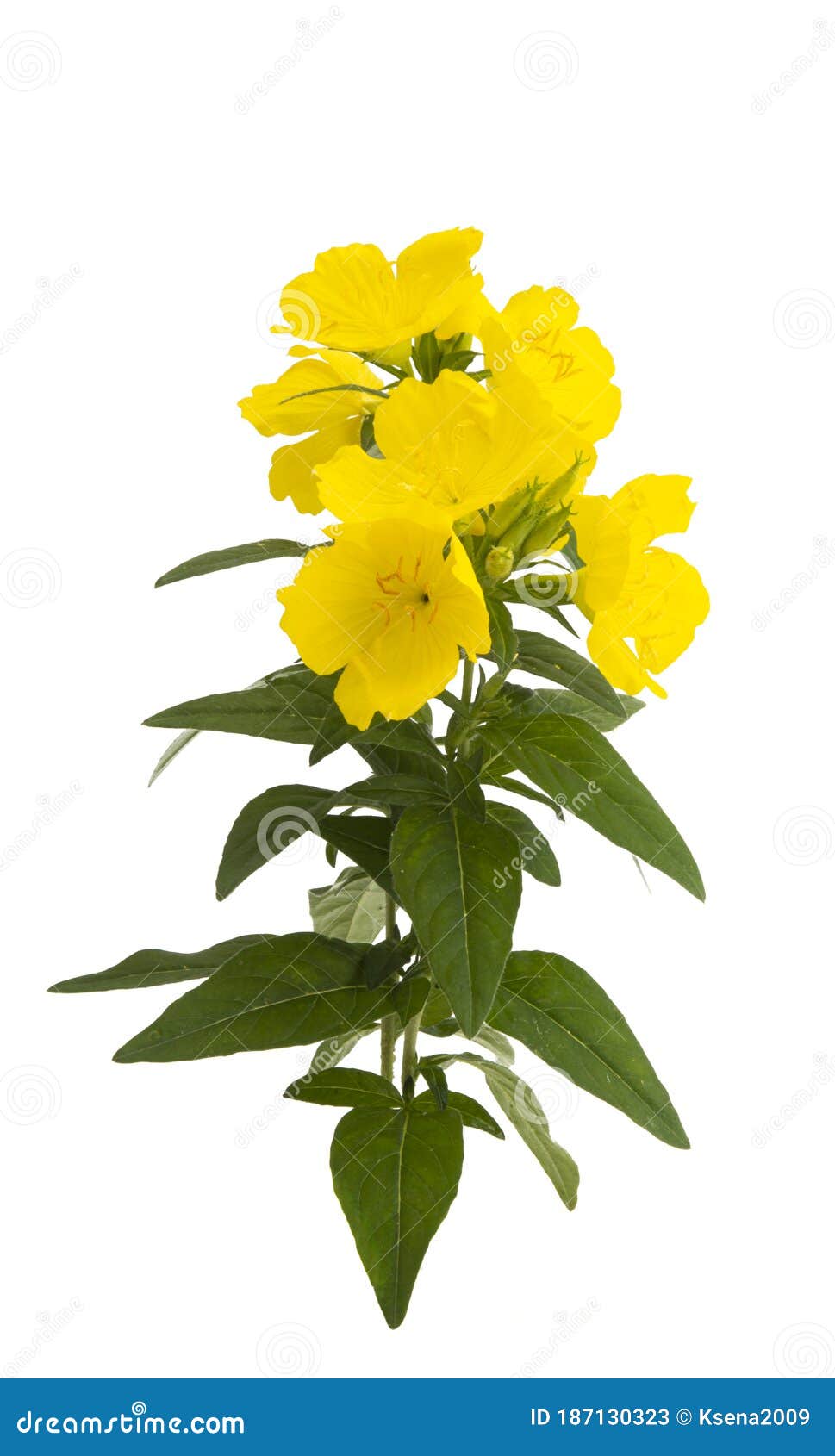 Evening Primrose Flower Isolated Stock Image - Image of plant, yellow ...