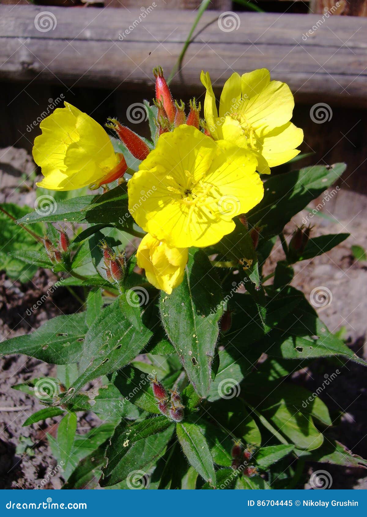 Evening Primrose Flowers in Bloom in the Garden Stock Image - Image of ...