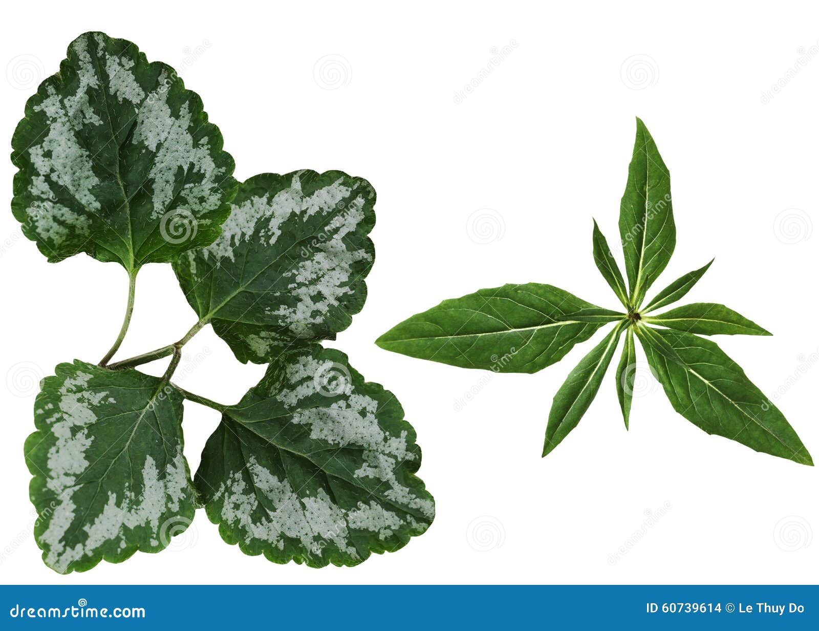 Evening Primrose Leaf stock photo. Image of botanical - 60739614