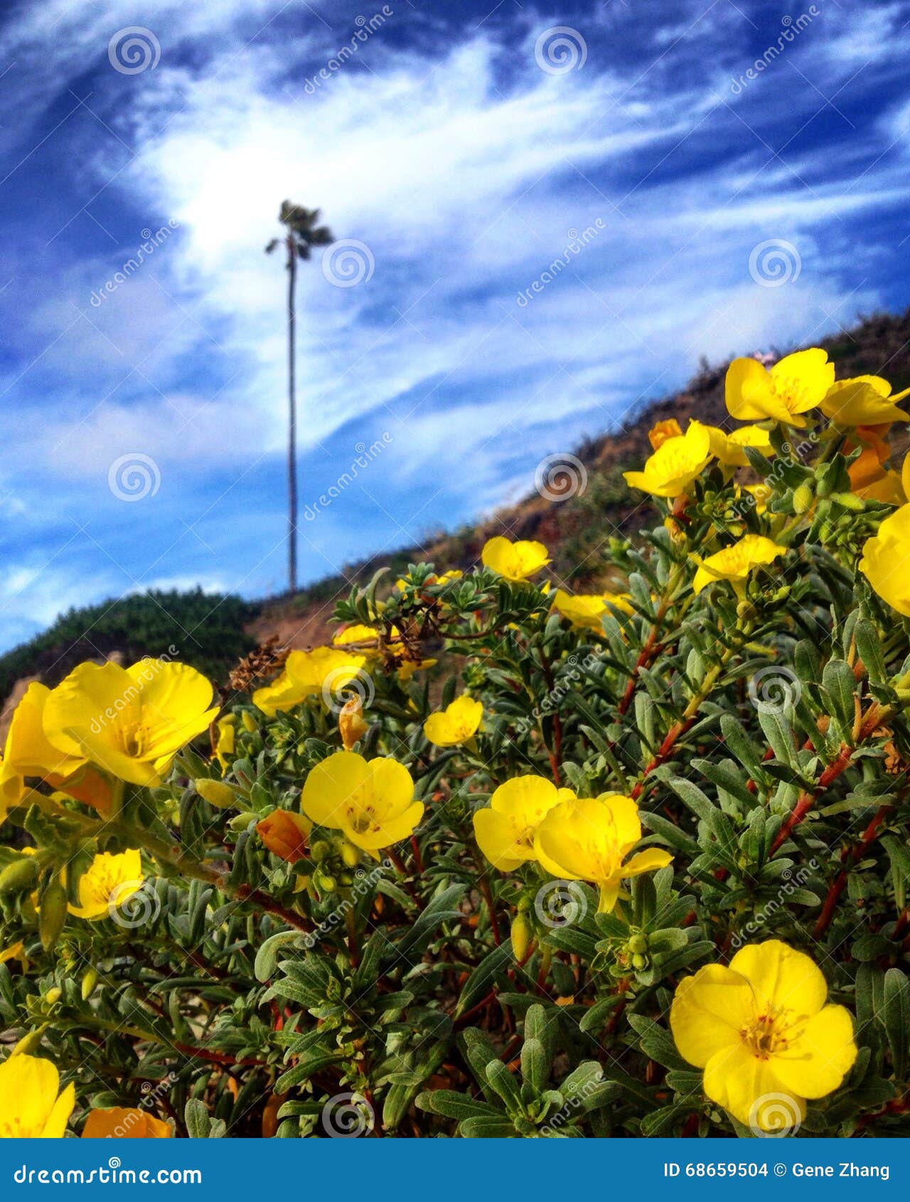 Evening Primrose and Palm Tree Stock Photo - Image of leaf, cloud: 68659504