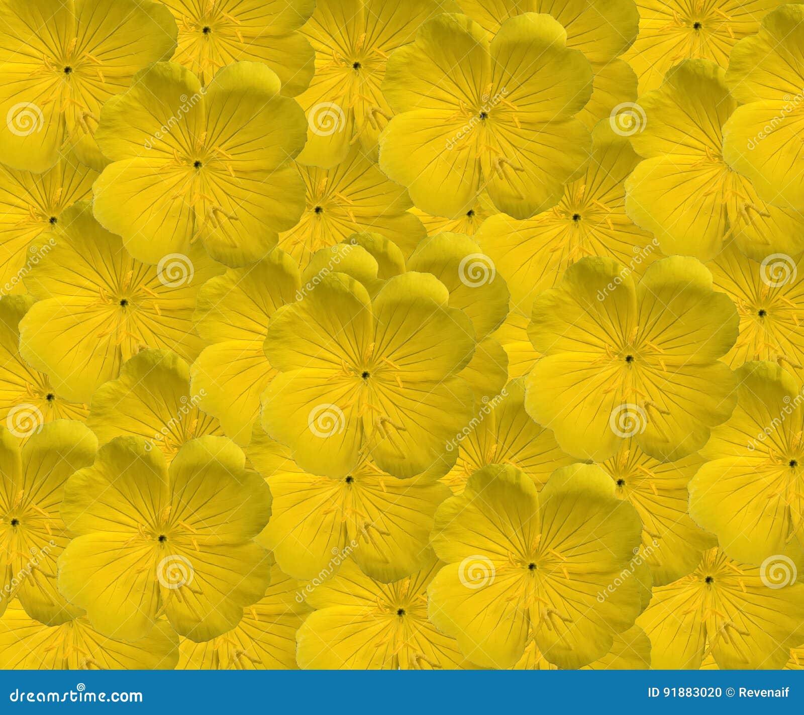 Evening Primrose Pattern Royalty-Free Stock Image | CartoonDealer.com ...