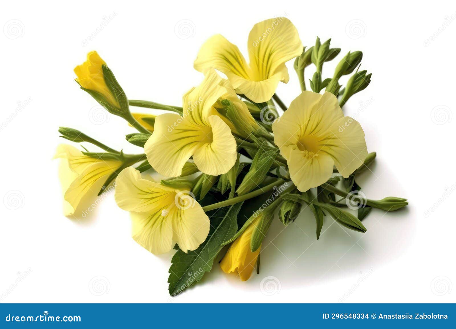 Evening Primrose on White Background. Generative AI Stock Illustration ...