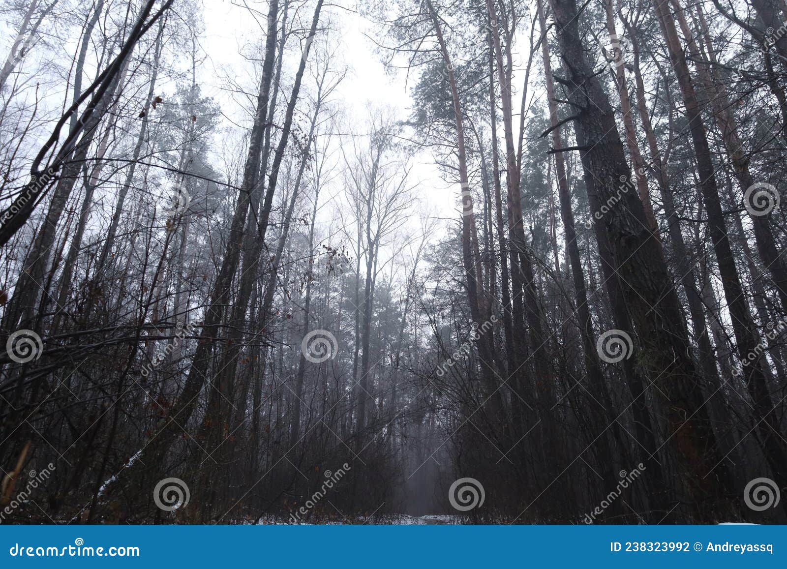 Evening forest colours stock photo. Image of green, foliage - 238323992